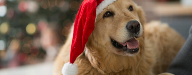 Make it a Stress-Free and Safe Christmas for your Dog